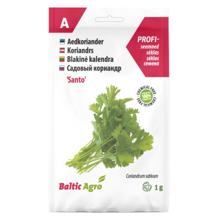 Aedkoriander Santo - Põlde talu koduaed